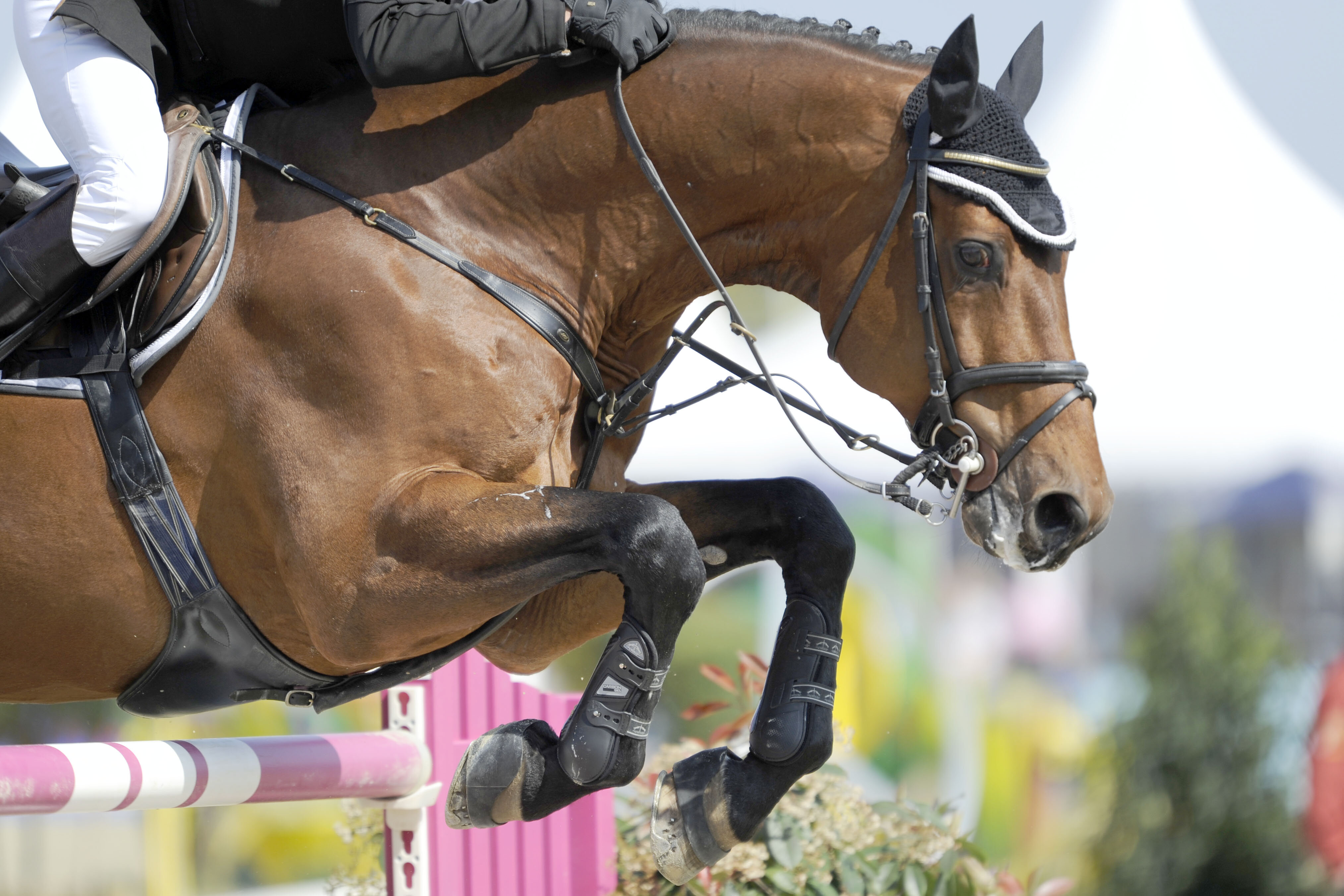 Reiten | Team Deutschland